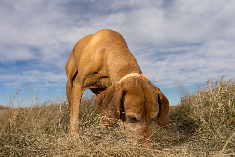 Pointer dog searching stock image. Image of golden, smell - 71387631