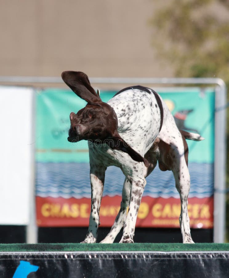 Pointer Dog Shaking Off Water Stock Photo - Image of happy, cute: 26254672