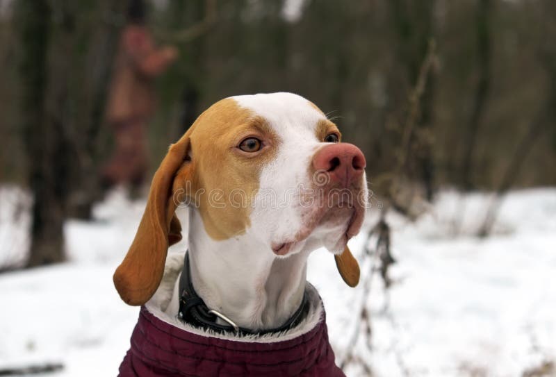 Pointer Dog in Winter Hunting. Cold Weather, Snow Stock Photo - Image ...