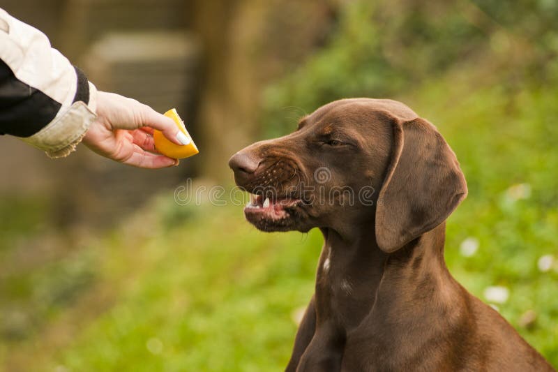 Pointer eating lemon stock image. Image of hand, shorthair - 61580021