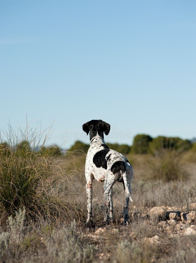 Pointer hunting dog stock photo. Image of shrubs, pointer - 17632734