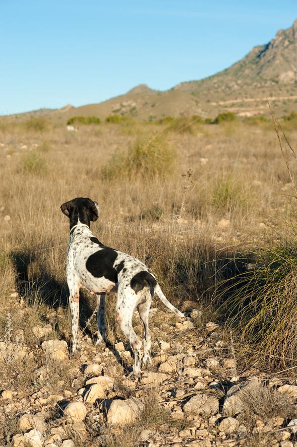 Pointer hunting dog stock photo. Image of sunny, stare - 18030176