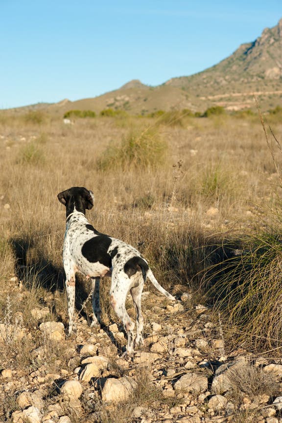Pointer hunting dog stock photo. Image of sunny, stare - 18030176