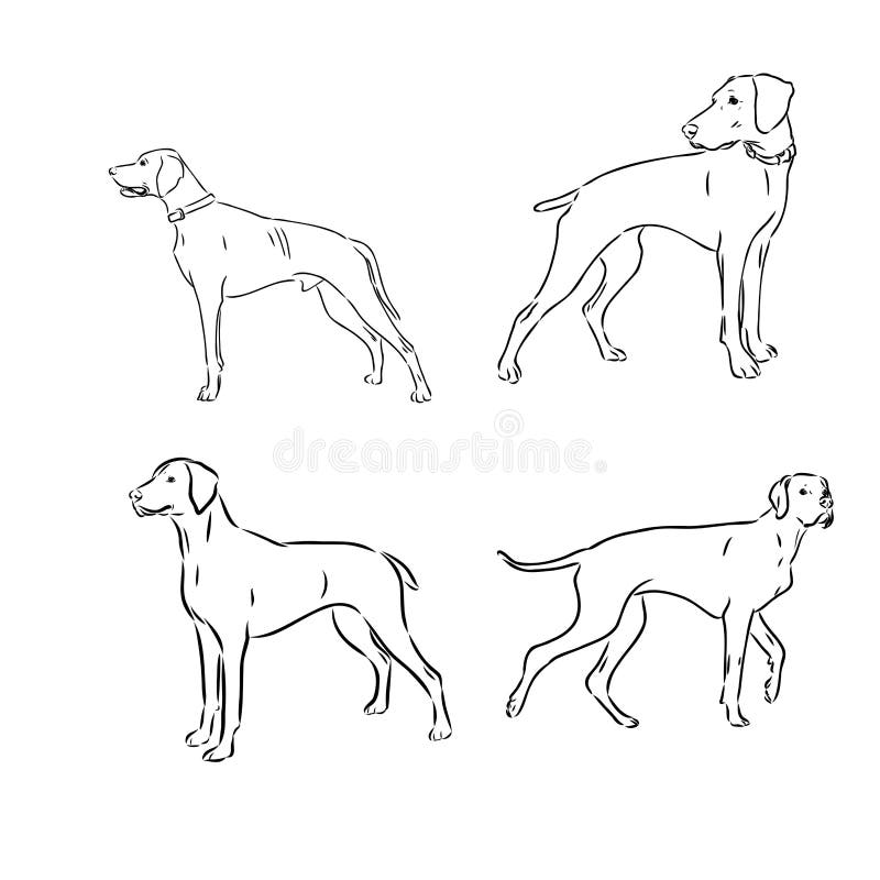 Pointer Hunting Dog Sketch, Contour Vector Illustration Stock Vector ...