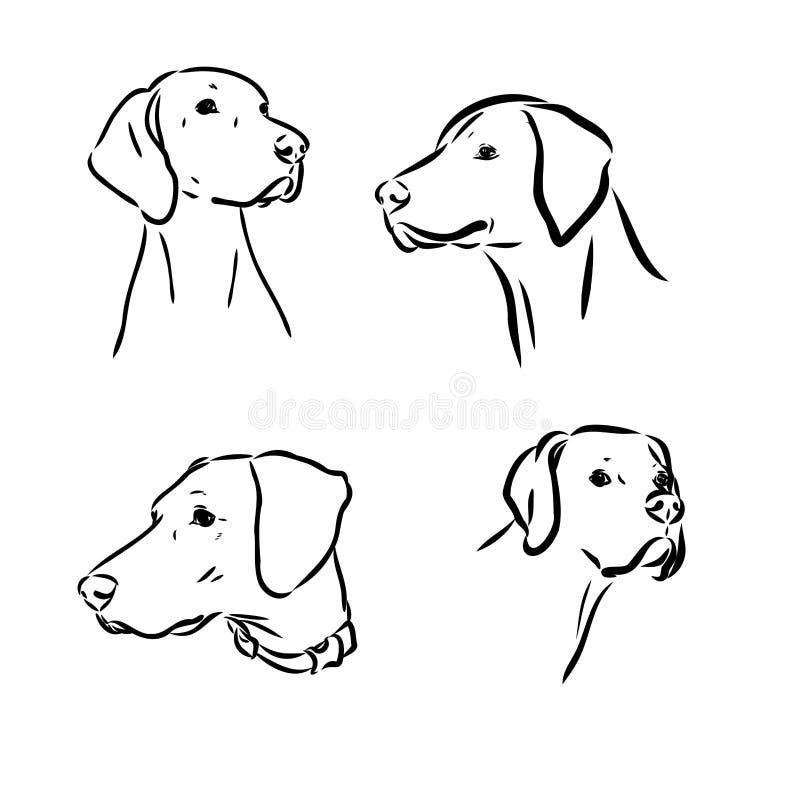 Pointer Hunting Dog Sketch, Contour Vector Illustration Stock Vector ...