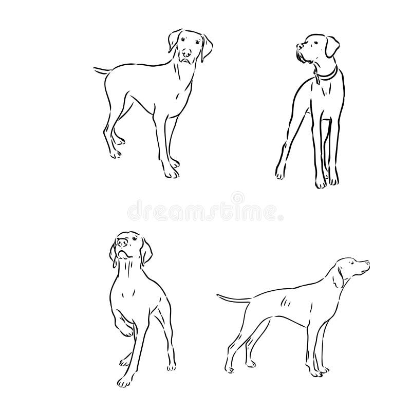 Pointer Hunting Dog Sketch, Contour Vector Illustration Stock Vector ...