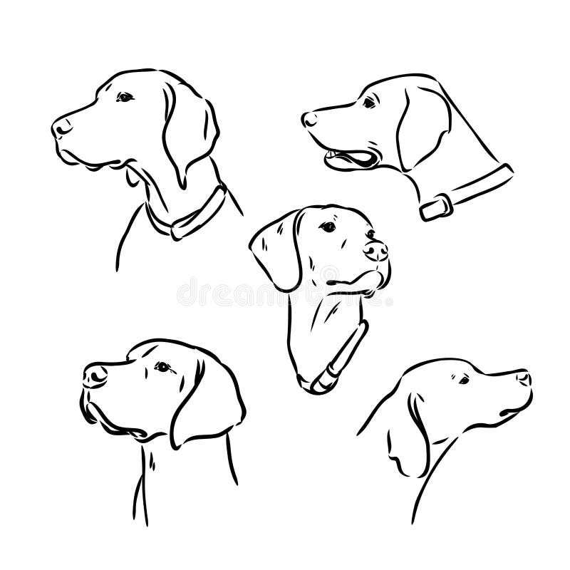 Pointer Hunting Dog Sketch, Contour Vector Illustration Stock Vector ...