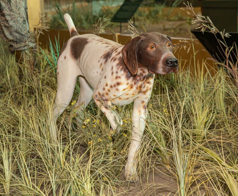 Pointer Hunting Dog Breed stock image. Image of breed - 353829575