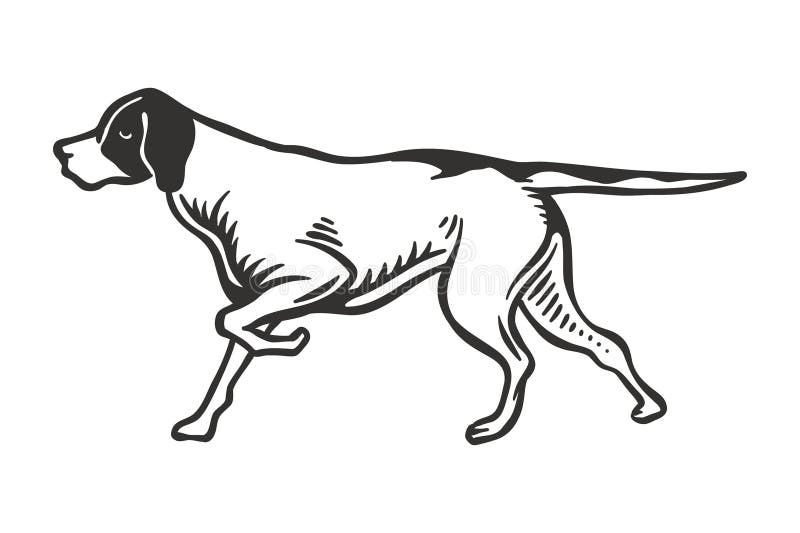 Pointer Hunting Dog Sketch, Contour Vector Illustration Stock Vector ...