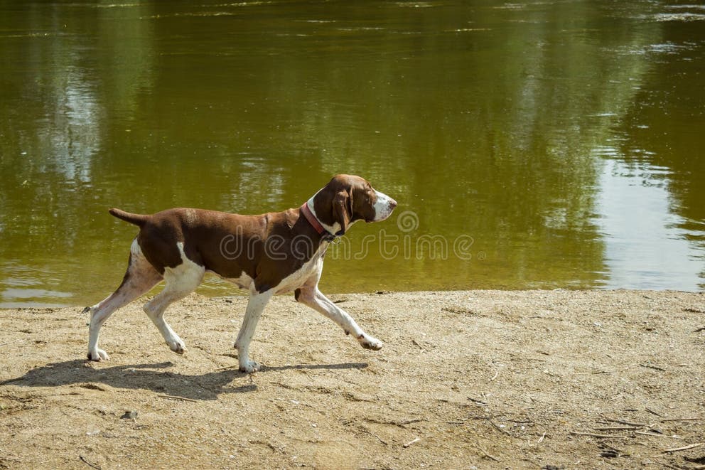 Pointer Hunting Dog at Work Stock Photo - Image of breed, active: 327843982