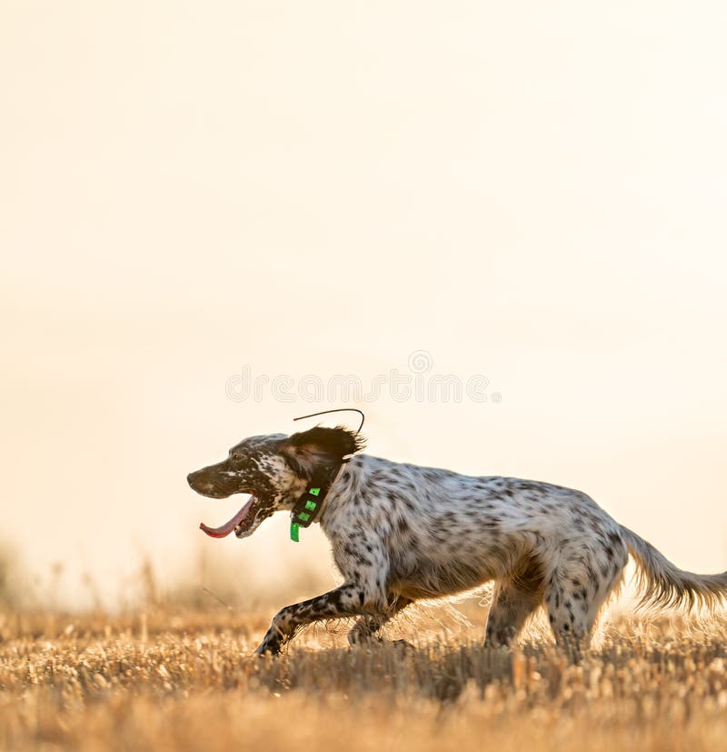 Pointer Pedigree Dog Jumping Over Wheat Field with Clear Sky Stock ...