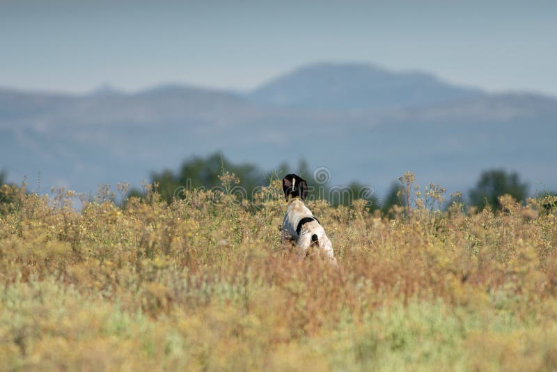 Pointer Pedigree Dog Looking To the Horizon Stock Photo - Image of ...