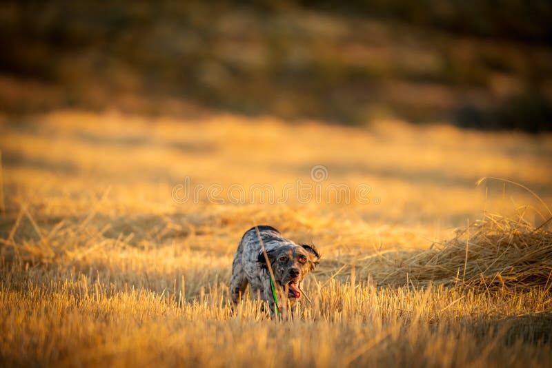 Pointer Pedigree Dog Running Over the Field with Tongue Out Stock Photo ...