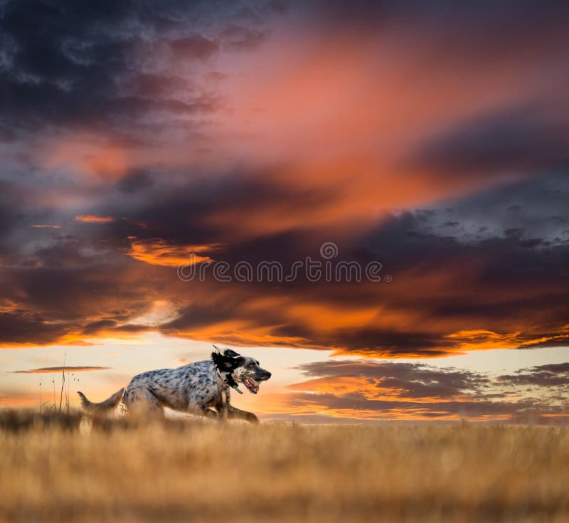 Pointer Pedigree Dog Running Over the Horizon Stock Image - Image of ...