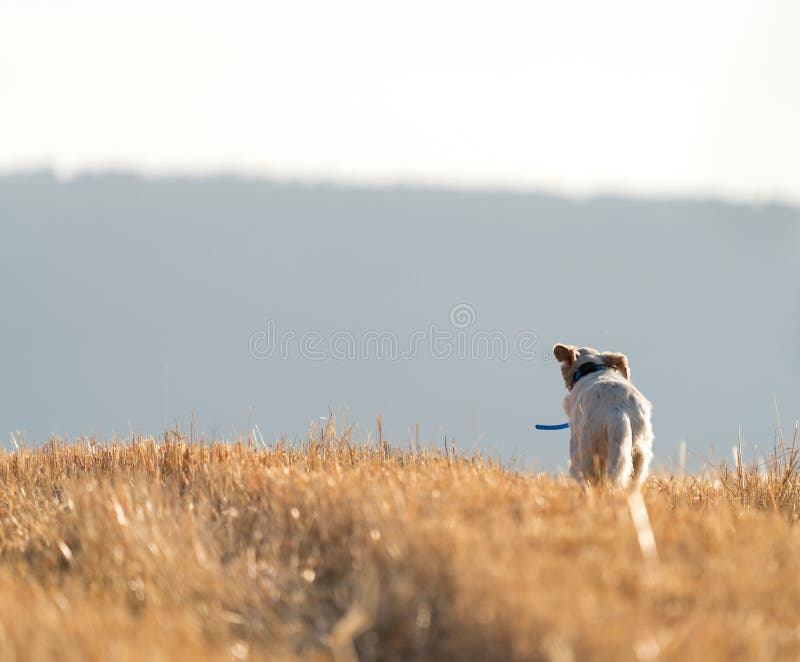 Pointer Pedigree Dog Running In The Horizon With Tongue Out And Text ...