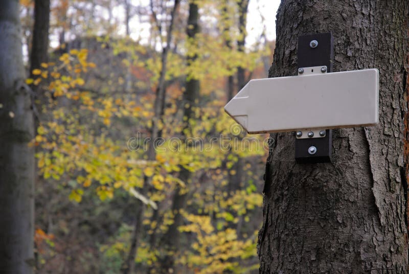 Pointer on the Tree in Autumn-colored Forest Stock Photo - Image of ...