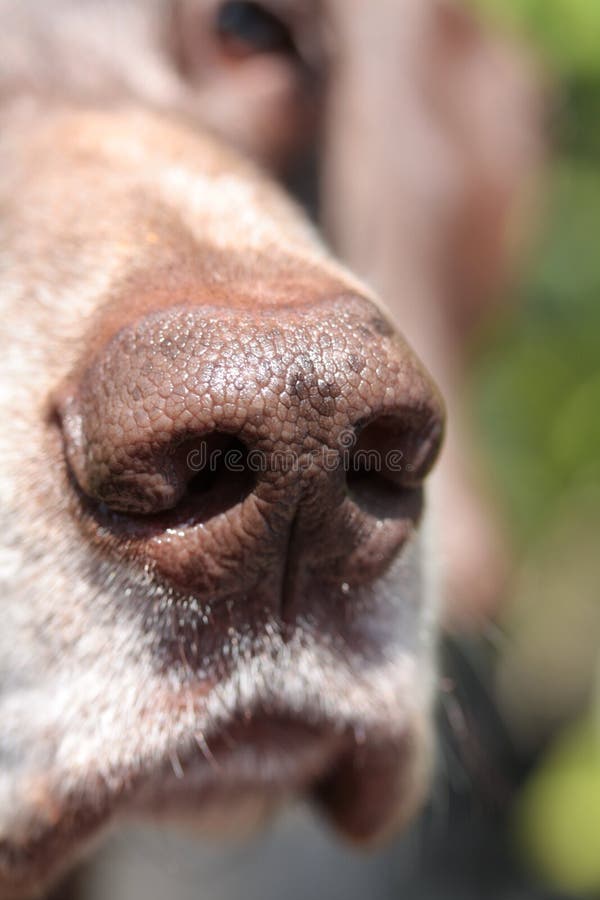 A pointers nose stock photo. Image of pedigreed, dogs - 10444892
