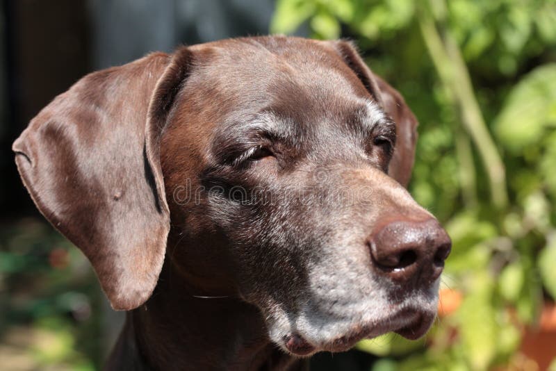 A pointers portrait stock image. Image of haired, german - 10444931