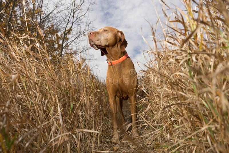Pointing Dog Standing in Tall Grass Outdoors Stock Photo - Image of ...