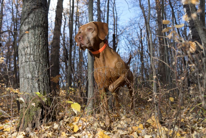 Pointing Golden Dog in Forest Stock Photo - Image of pedigree, pointing ...