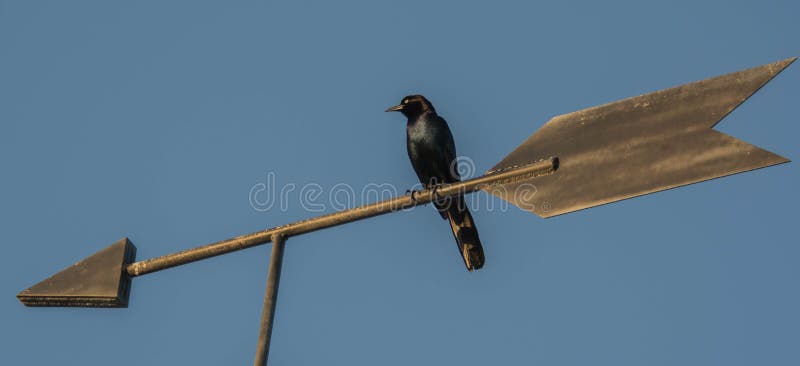 Pointing South stock photo. Image of wind, vane, pointing - 62187578