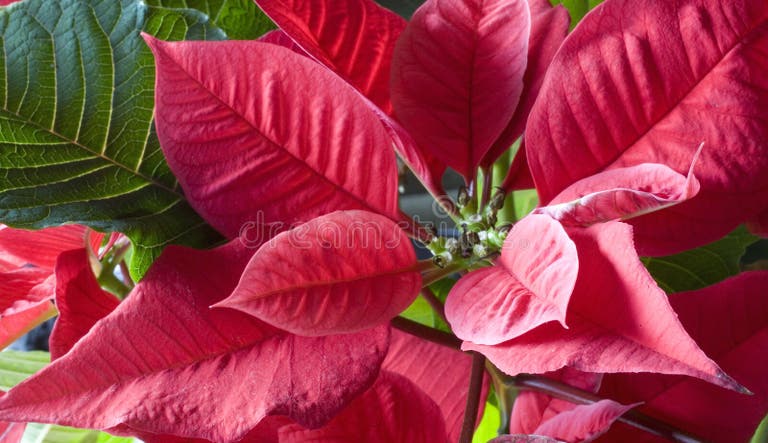 Pointsettia stock photo. Image of pointsettia, gift, festive - 5380626