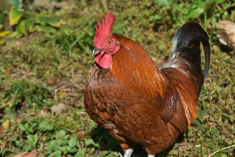 Pointy Beak on a Red Crested Free Range Rooster Stock Photo - Image of ...