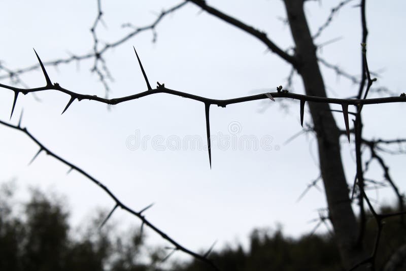 Spiked Branch among the Trees Stock Photo - Image of puncture, sharp ...