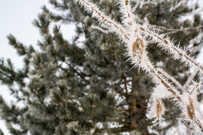 Pointy Ice Crystals at Birch Branch Stock Image - Image of background ...