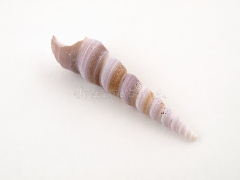 Pointy Shell stock photo. Image of point, ocean, isolated - 5589528