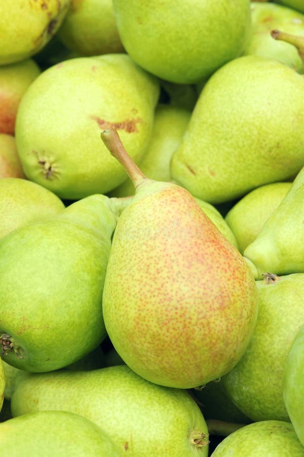 Poires et poirier photo stock. Image du centrale, nourriture - 31837324