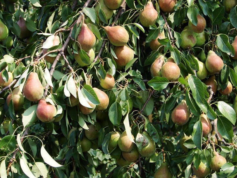 Verger de poiriers du Kent photo stock. Image of nutrition - 2604668