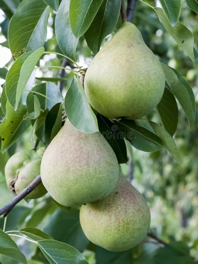 Poire photo stock. Image du délicieux, sain, couleurs - 57838420