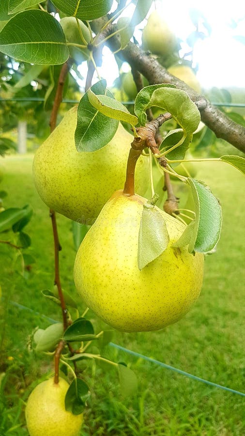 Poire stock image. Image of poire, green, pear, delicious - 155657263