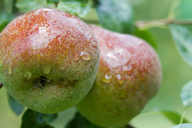 Poire rouge image stock. Image du vivacité, lames, normal - 39546225