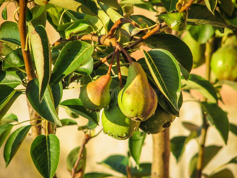Poires Sur La Branche D'arbre Image stock - Image du horticulture ...