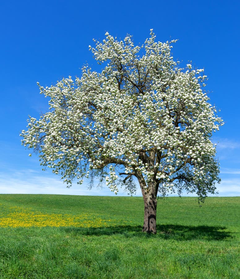 Poirier De Floraison Branches Avec De Belles Fleurs Contre Le Ciel Bleu ...