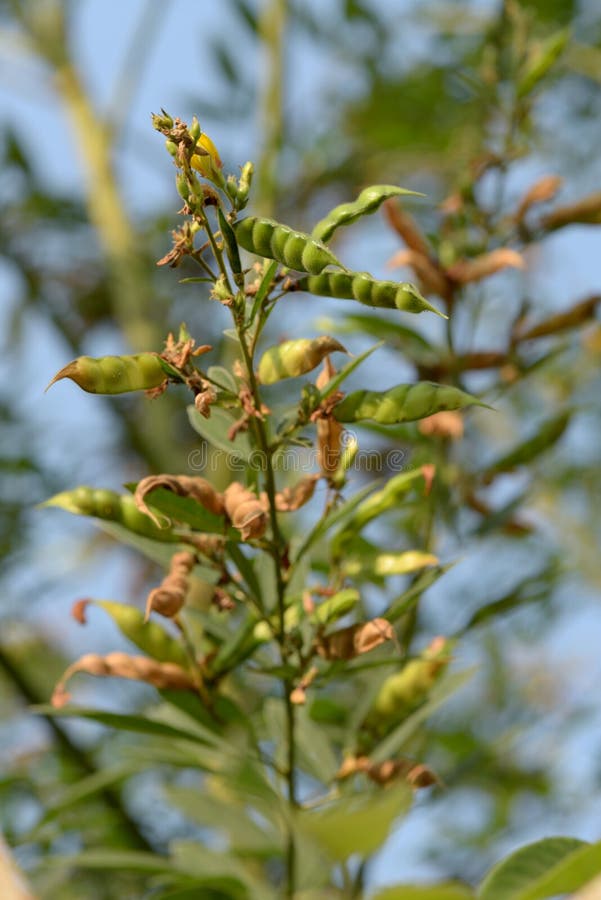 Pois Cajan, Pois Du Congo, Arbre Photo stock - Image du jardin, pois ...