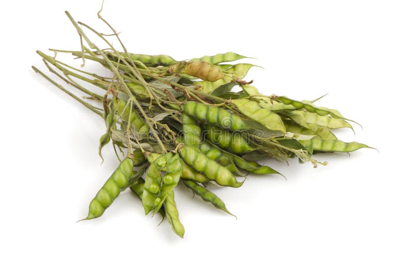 Pois De L'Angola, Pois Du Congo Image stock - Image du fruits, angola ...