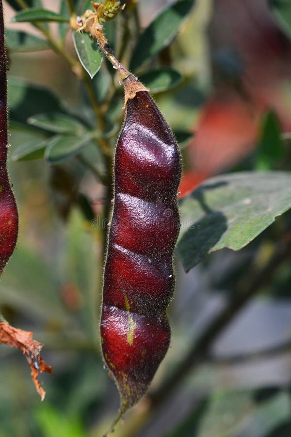 Pois De L'Angola D'arbre, Pois Du Congo Photo stock - Image du noix ...