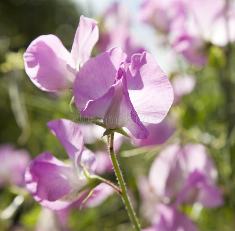 Fleurs de pois doux photo stock. Image du pois, isolement - 33975942