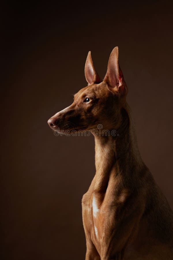 A Poised Pharaoh Hound Dog Profile Captured in a Studio Setting Stock ...