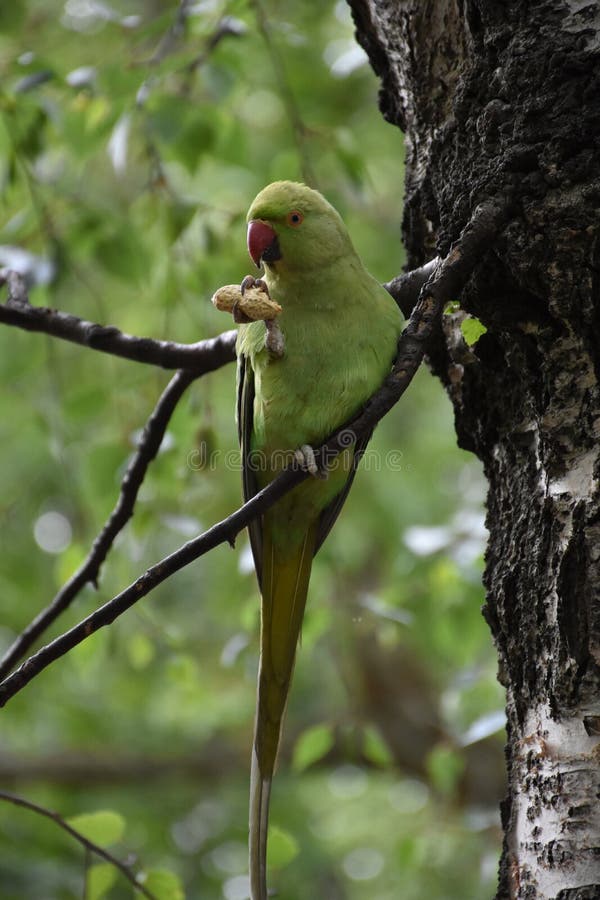 Poised Small Green Parrot on a Tree Branch Stock Image - Image of green ...