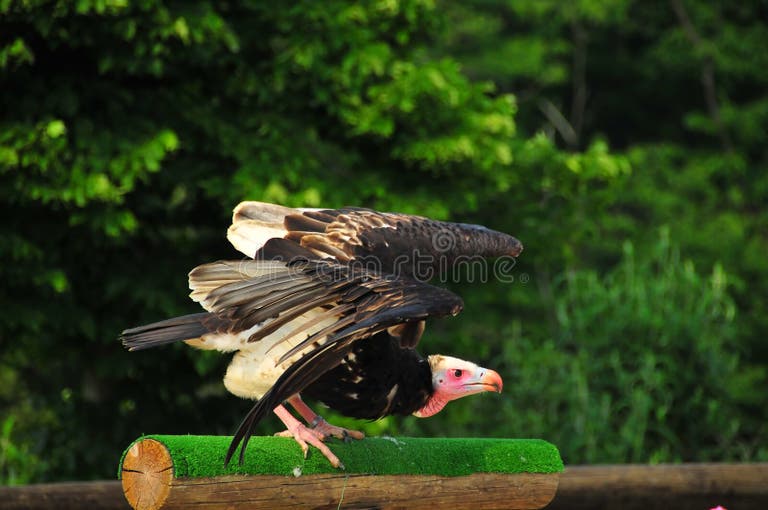 311 Take Shows Off Stock Photos - Free & Royalty-Free Stock Photos from ...