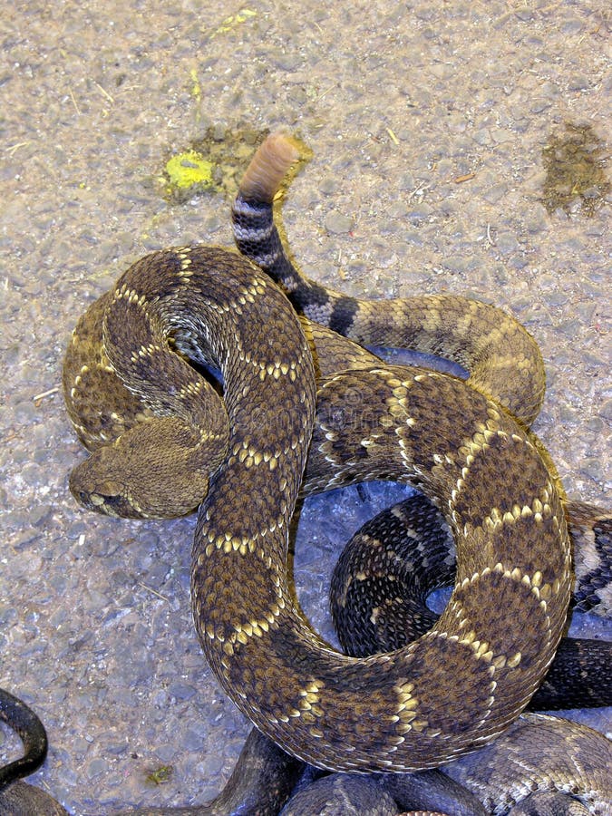 Rat snake poised to strike stock image. Image of camouflage - 29769629