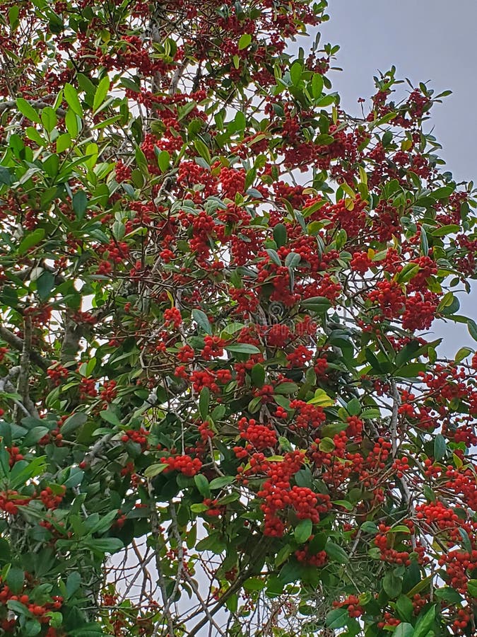 Poison berries red in tree stock photo. Image of blossom - 207030942