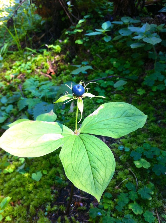 Poison berry stock image. Image of blue, bicycle, nepal - 73221389