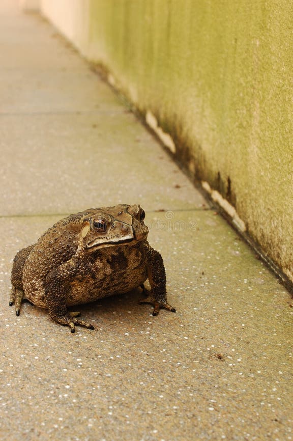 Poison Cane Toad stock image. Image of cane, poisonous - 1537577
