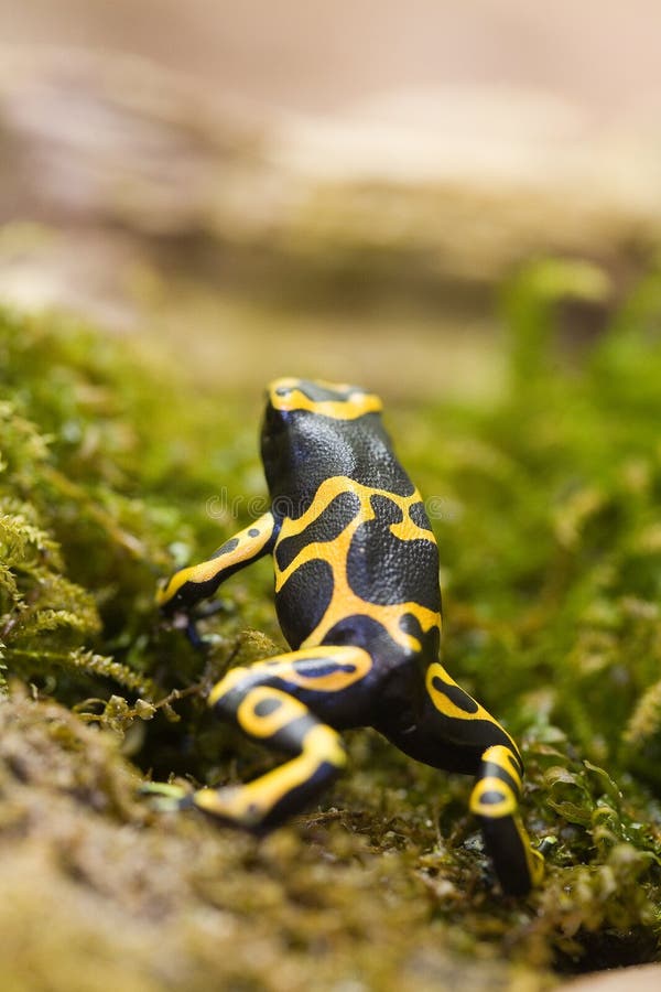 Poison Dart Frog Amazon Rain Forest Stock Photo - Image of cute, small ...