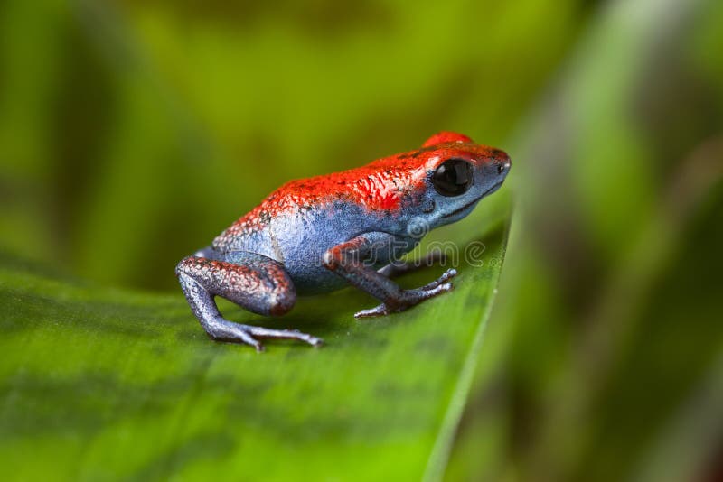 Poison Dart Frog Escudo Stock Photos - Free & Royalty-Free Stock Photos ...